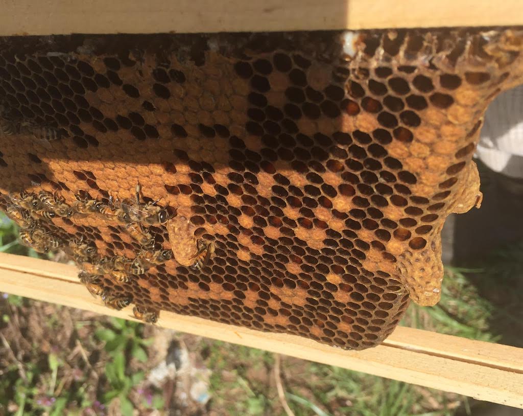 Day 8: Queen larva capping – Bees with eeb