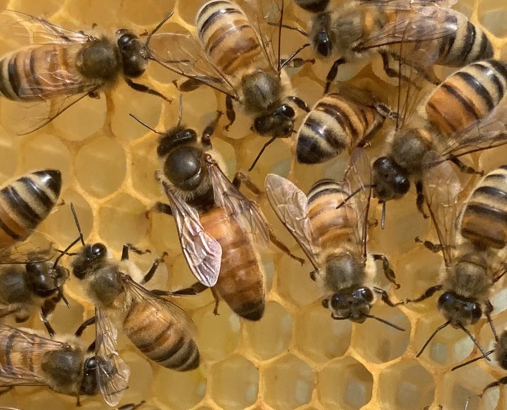 Day 8: Queen larva capping – Bees with eeb